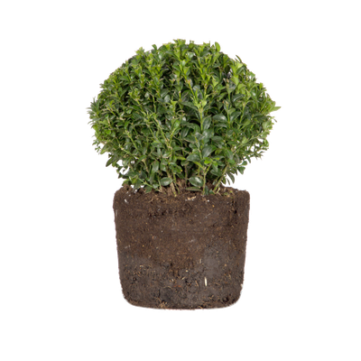 Buxus sempervirens Buchs - elho® - Give room to nature