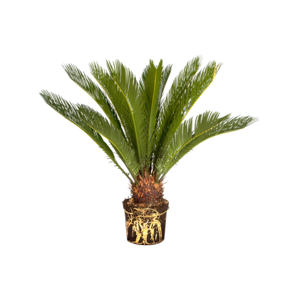 Cycas revoluta Sago palm - elho® - Give room to nature