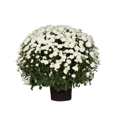 Dendranthema indicum Indian chrysanthemum - elho® - Give room to nature