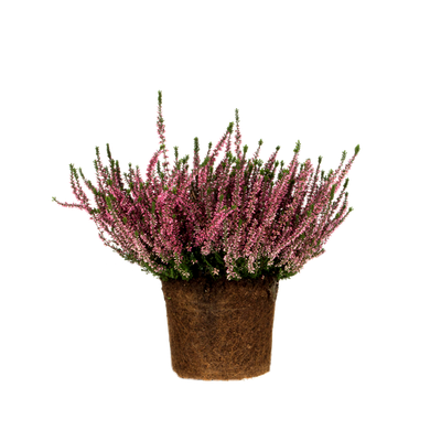 Erica gracilis Cape heath - elho® - Give room to nature