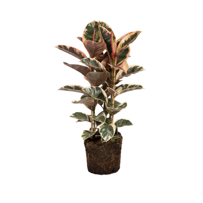Ficus elastica Rubber plant - elho® - Give room to nature
