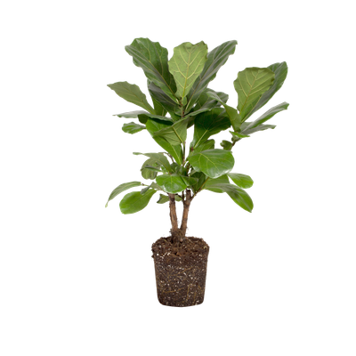 Ficus lyrata Árbol lira - elho® - Give room to nature