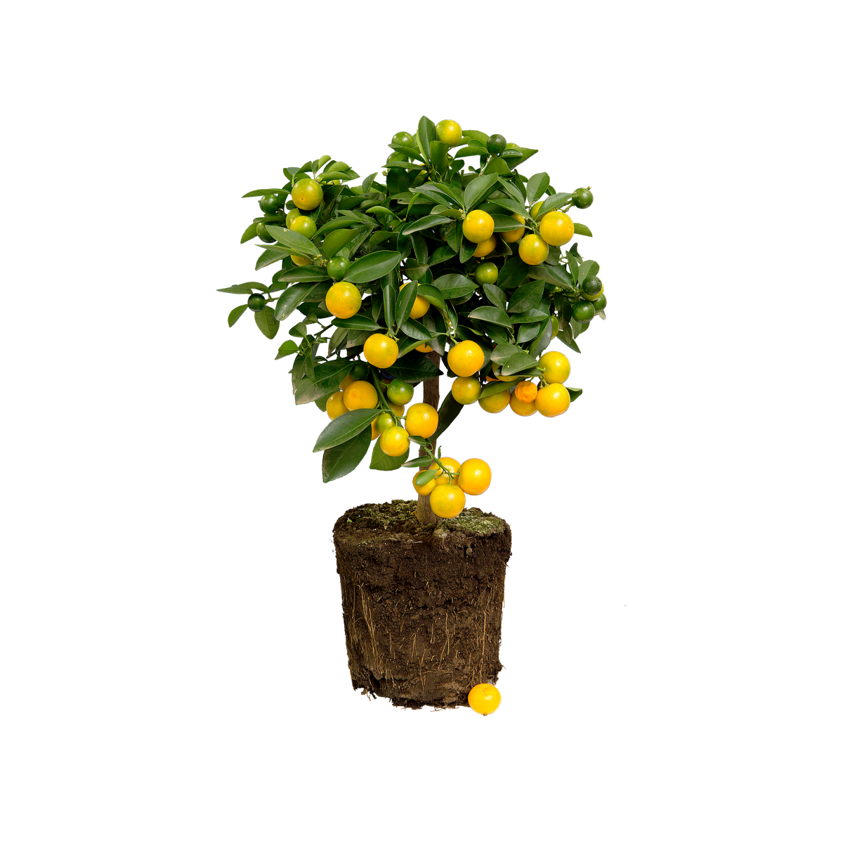 Transparent Lemon Tree