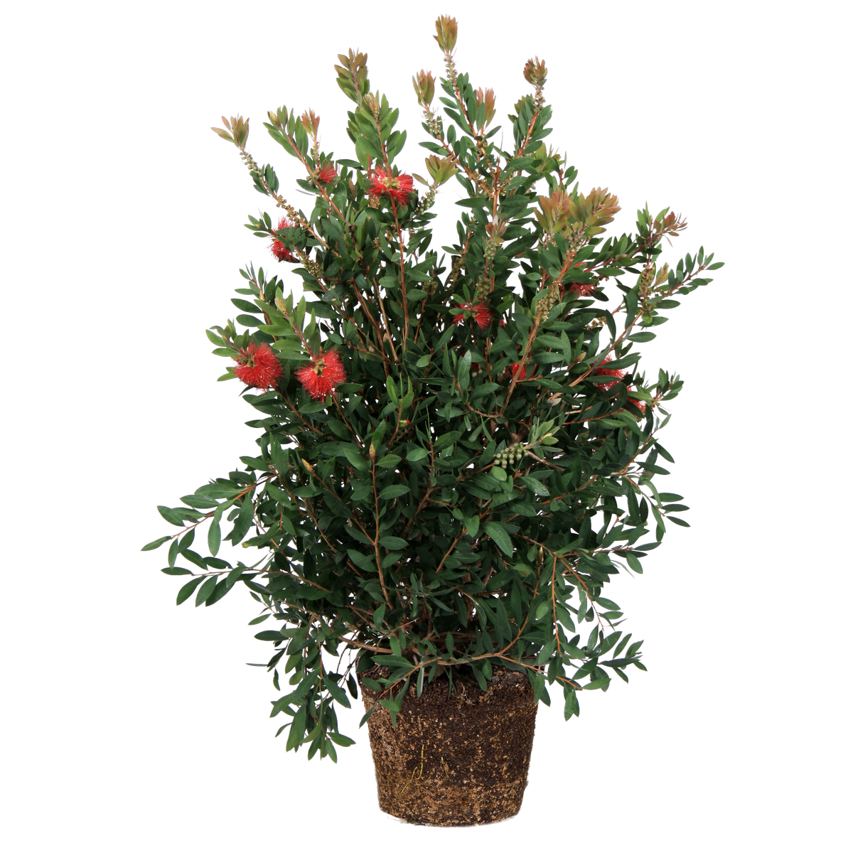 Callistemon citrinus Callistemo - elho® - Give room to nature