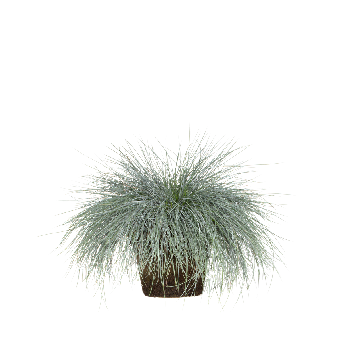 Festuca glauca Festuca azul - elho® - Give room to nature