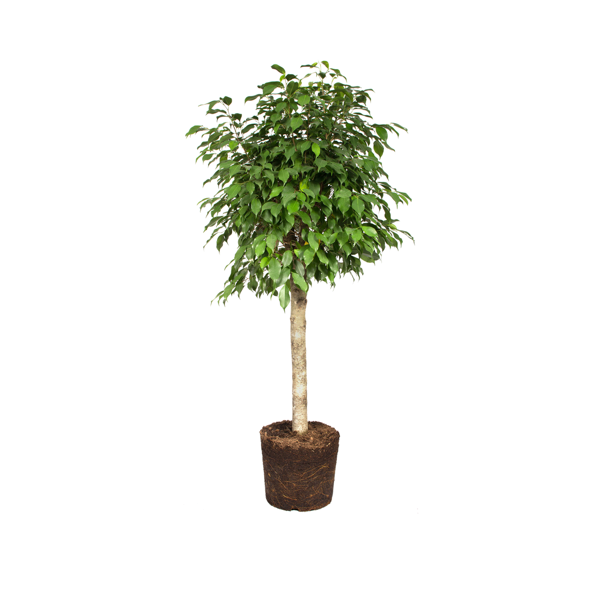 Ficus benjamina columnar Weeping fig - elho® - Give room to nature