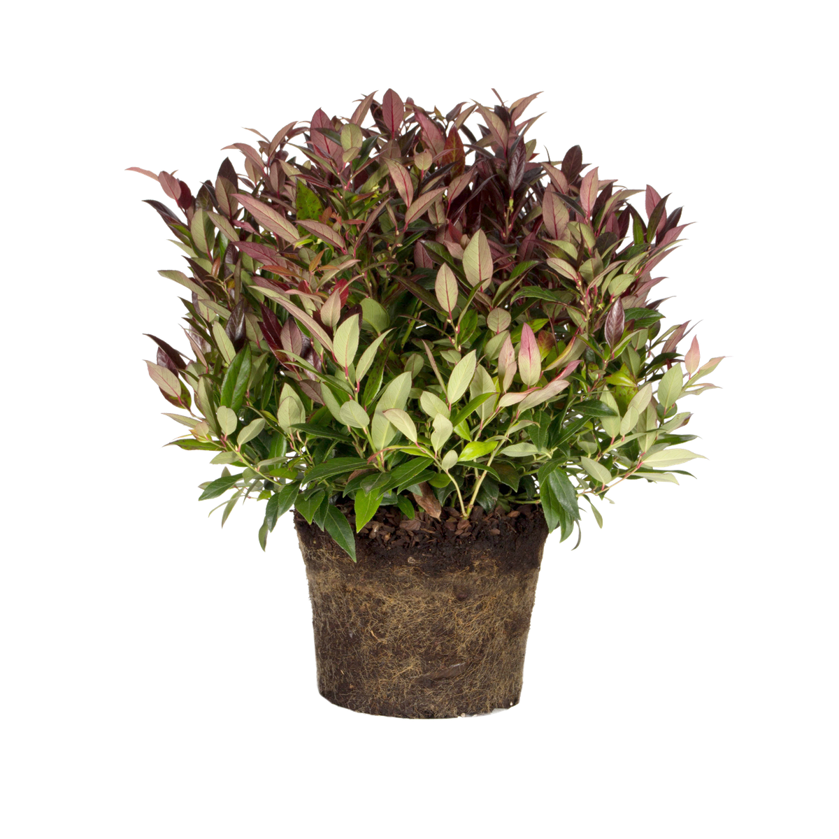 Leucothoe zeblid Dog hobble - elho® - Give room to nature