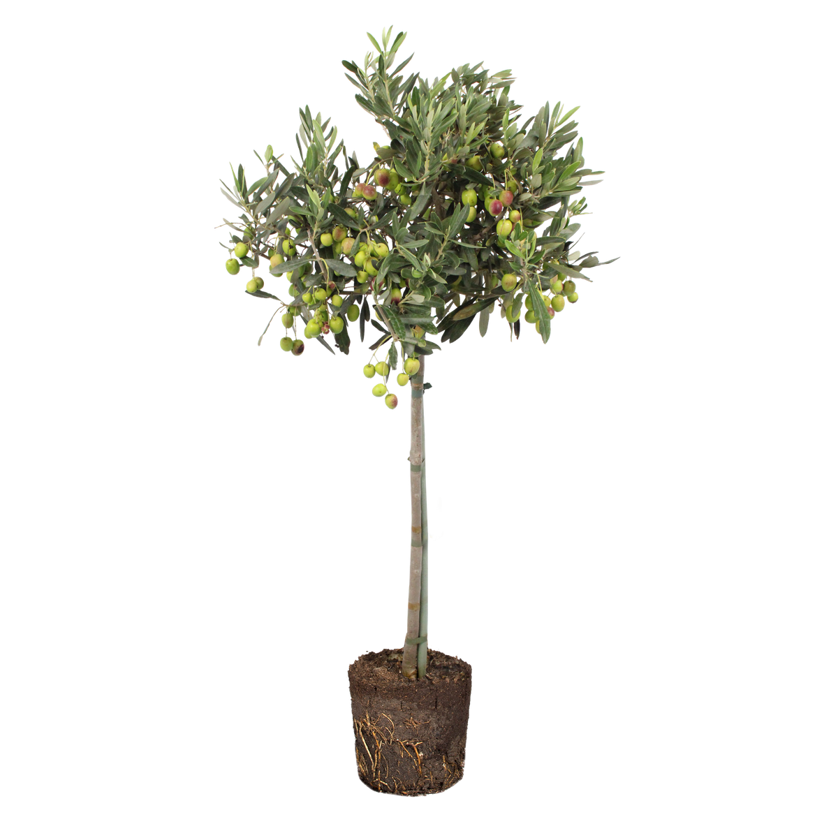 Olea europaea Olive - elho® - Give room to nature