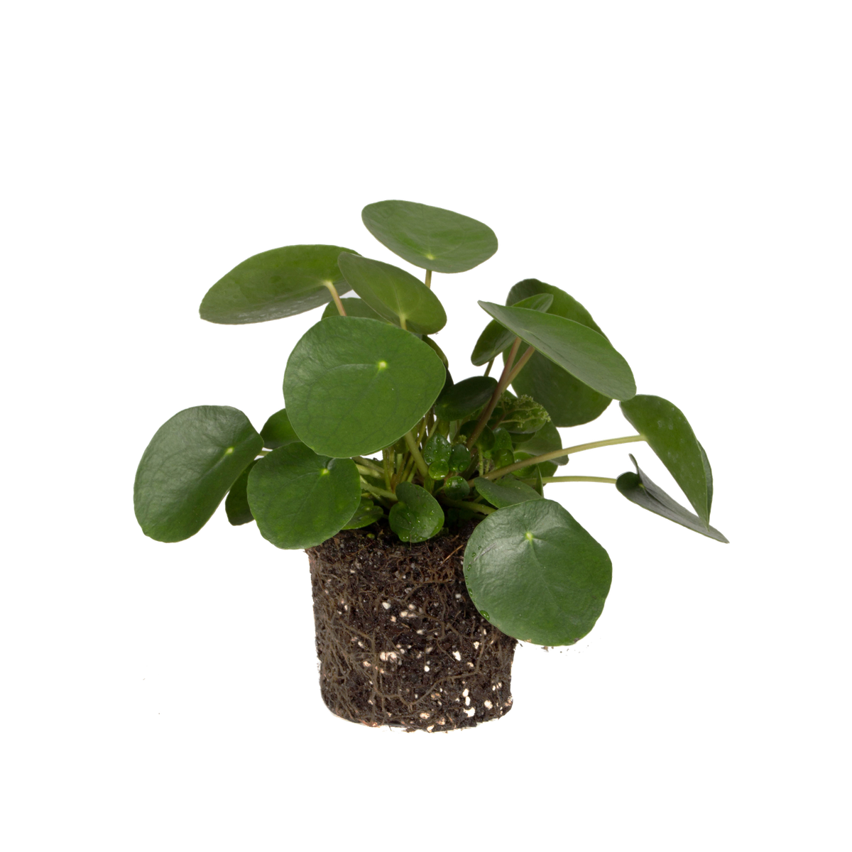 Pilea peperomioides Pancake plant - elho® - Give room to nature