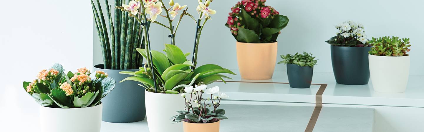 brussels round mini 9,5cm sorbet green - elho® - Give room to nature