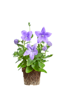 Platycodon grandiflorus Balloonflower - elho® - Give room to nature