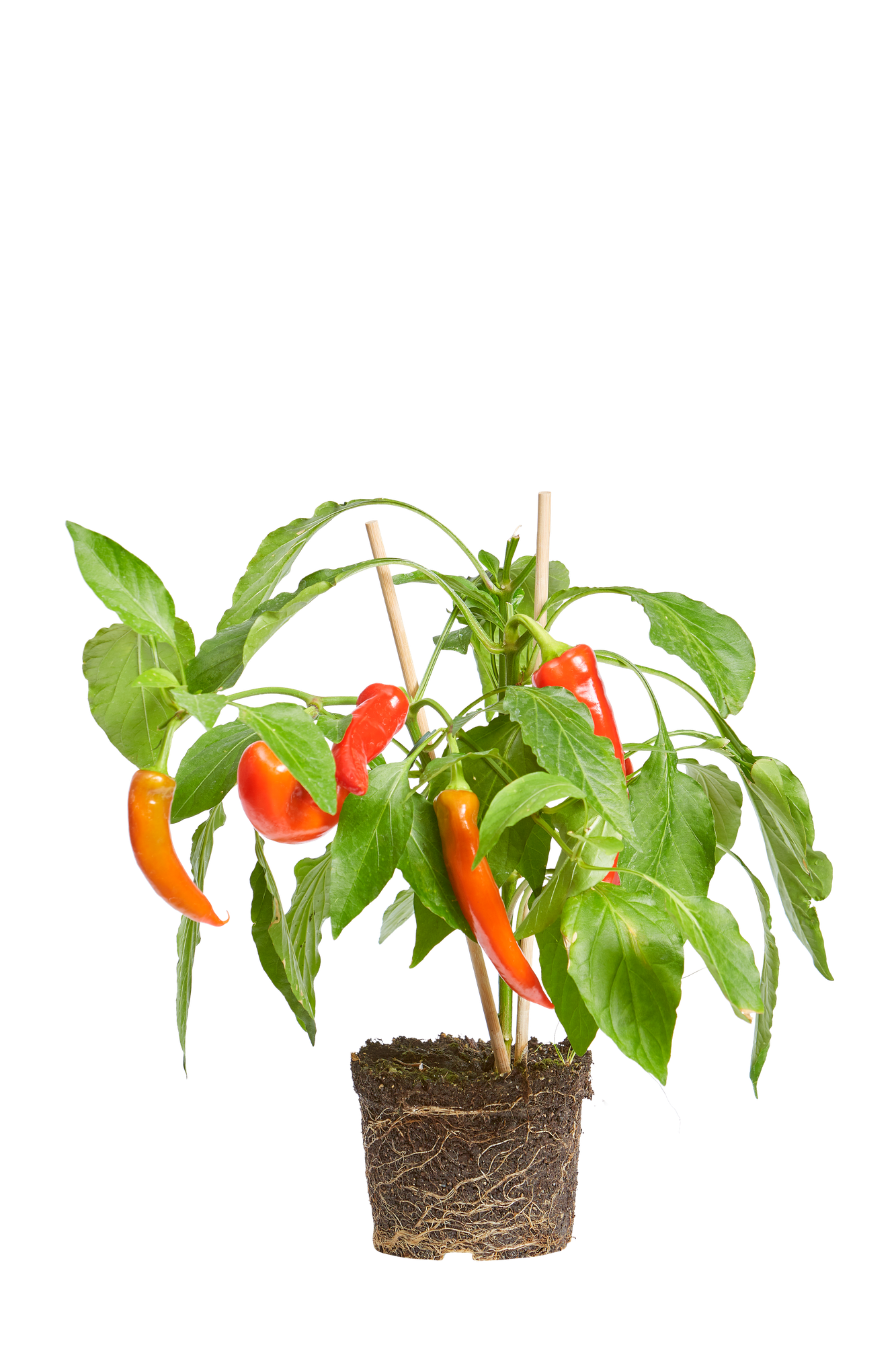 Capsicum annuum Chili pepper - elho® - Give room to nature