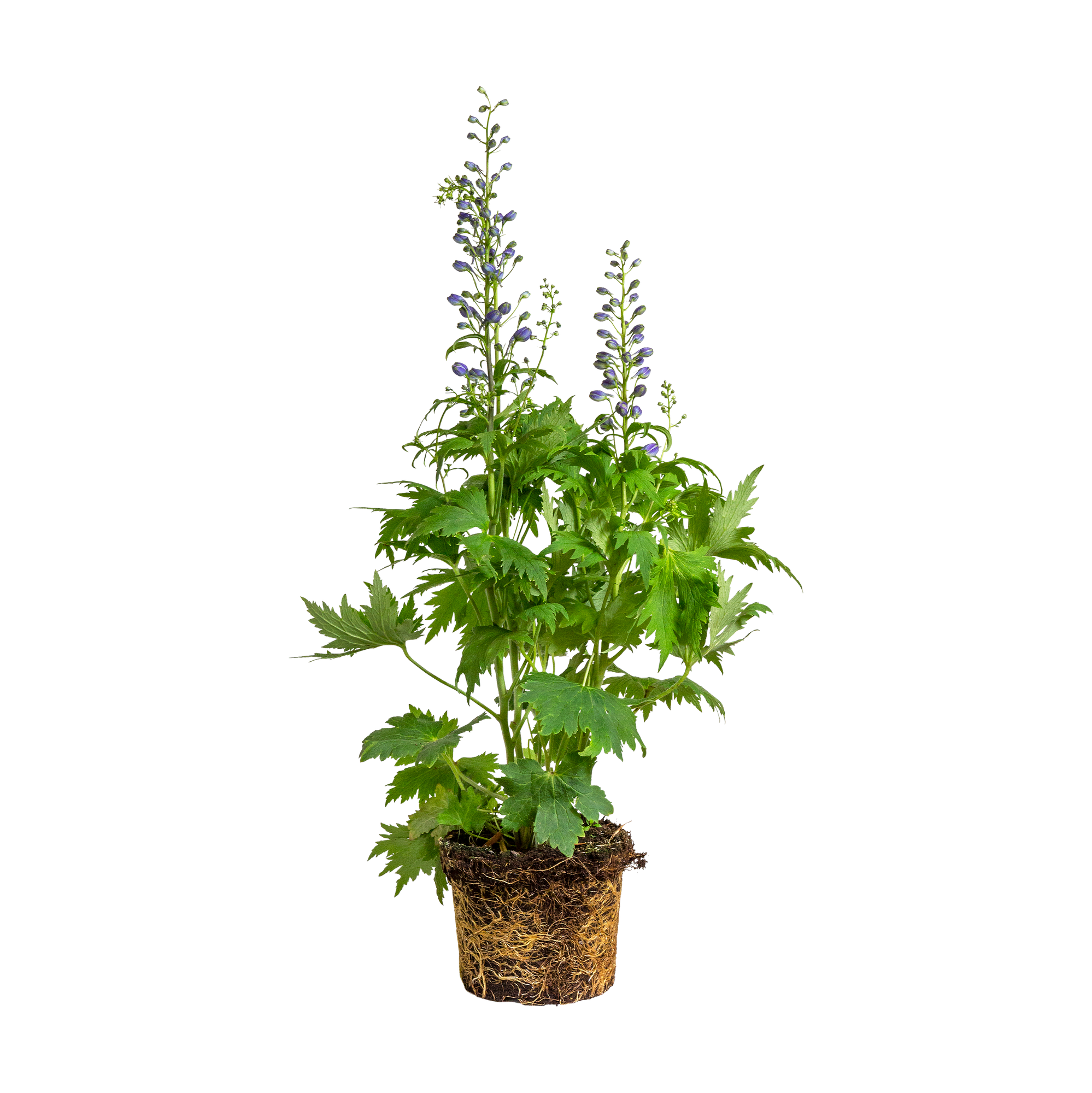 candle larkspur candle larkspur - elho® - Give room to nature