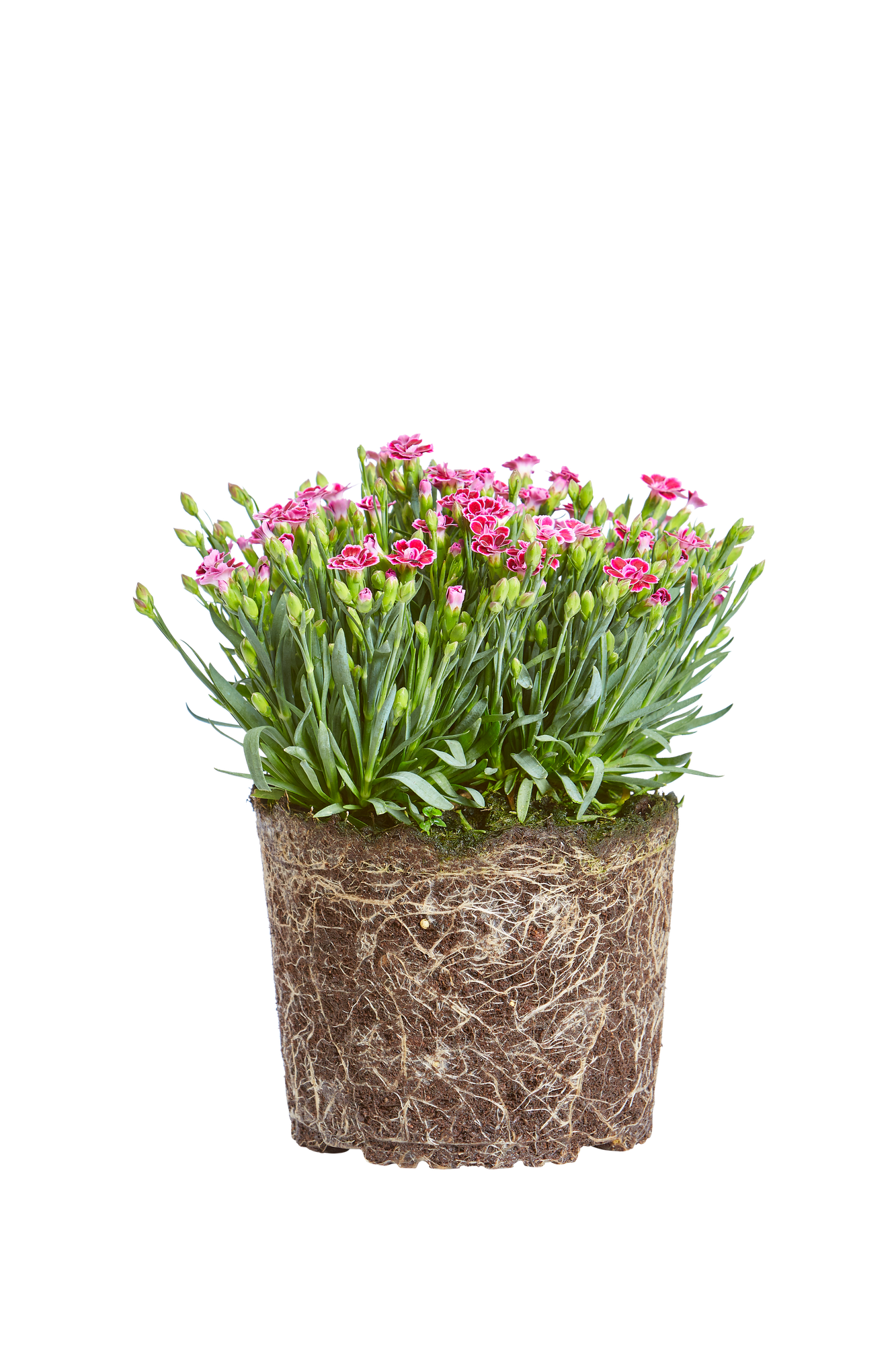 Anjer Anjer - elho® - Give room to nature