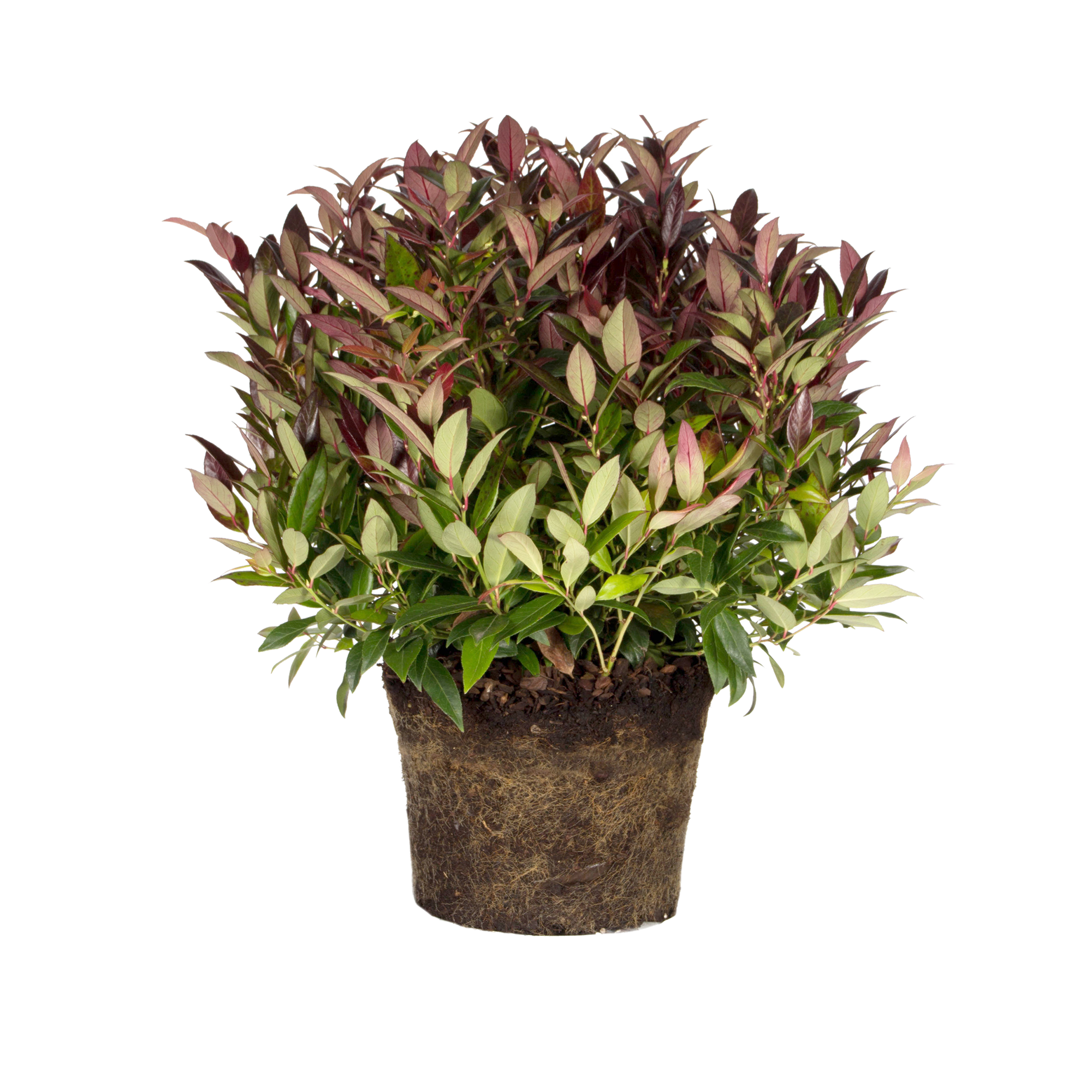 Dog hobble Dog hobble - elho® - Give room to nature