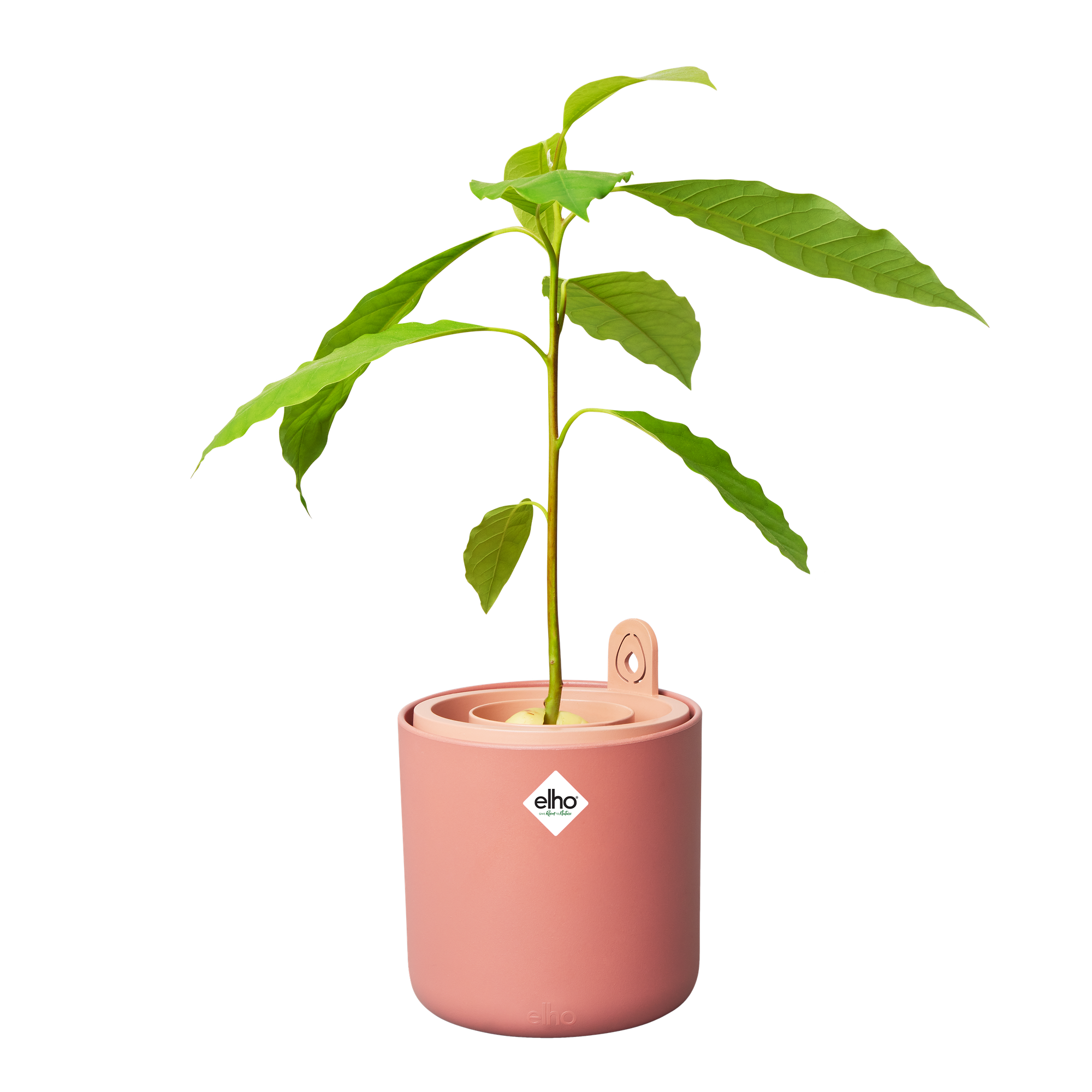 amazing avocado pot toffee terra - elho® - Give room to nature