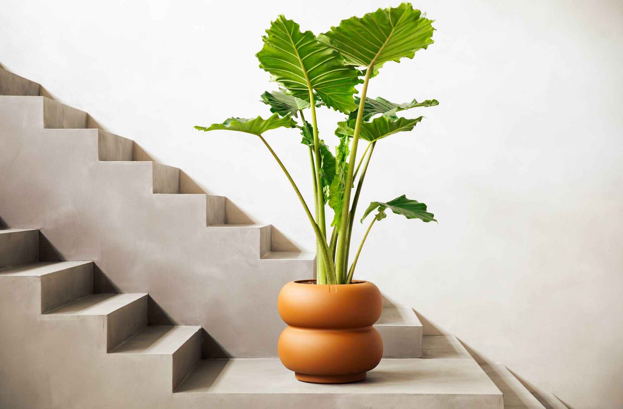 amber roll low 43cm caramel - elho® - Give room to nature