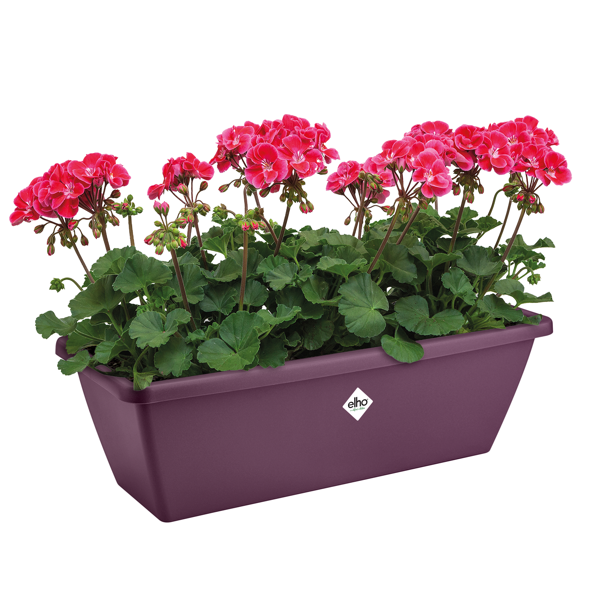 barcelona balkonkasten 70cm ahorn lila - elho® - Give room to nature