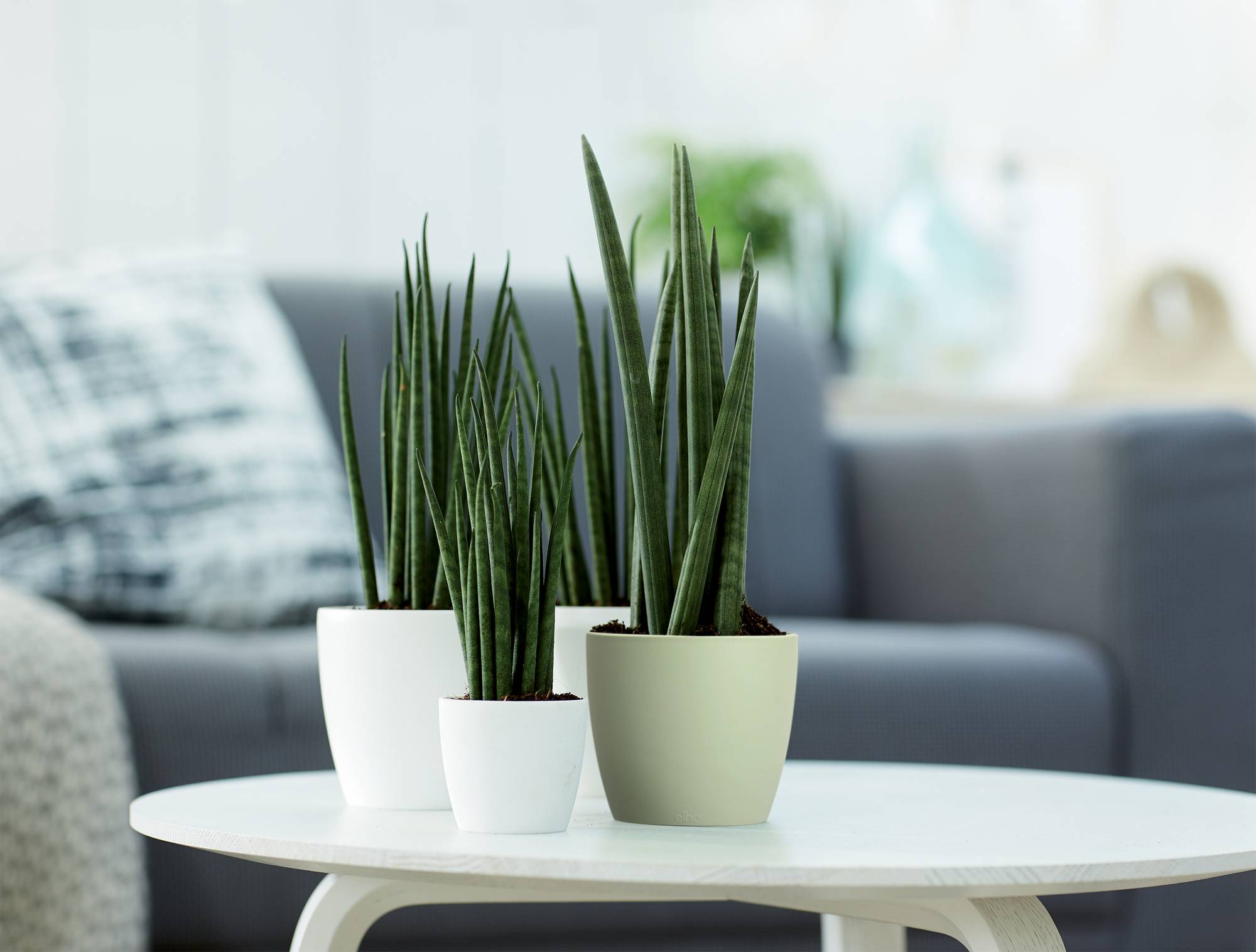 brussels round mini 9,5cm sorbet green - elho® - Give room to nature