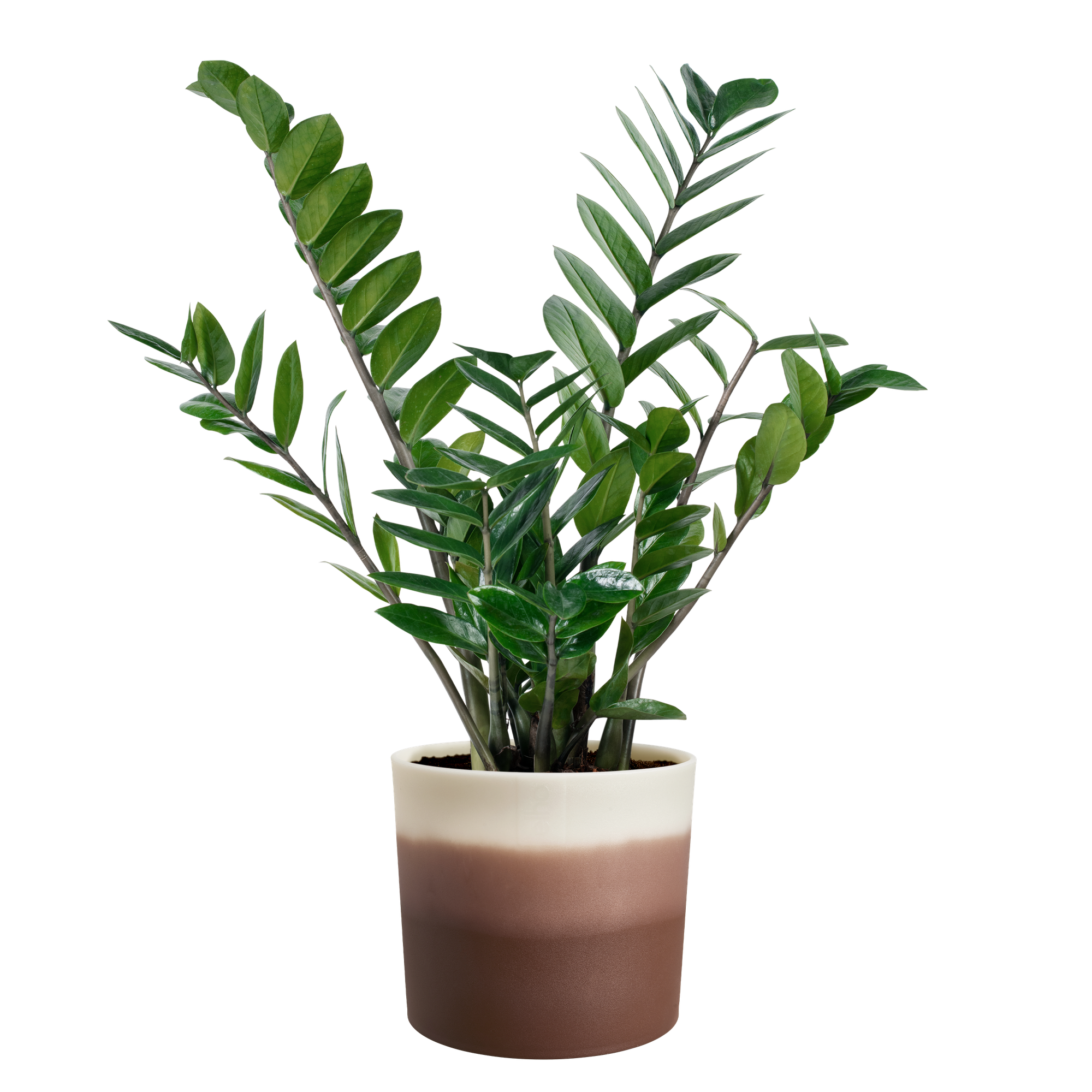 colour gradient round 16cm cedar brown - elho® - Give room to nature