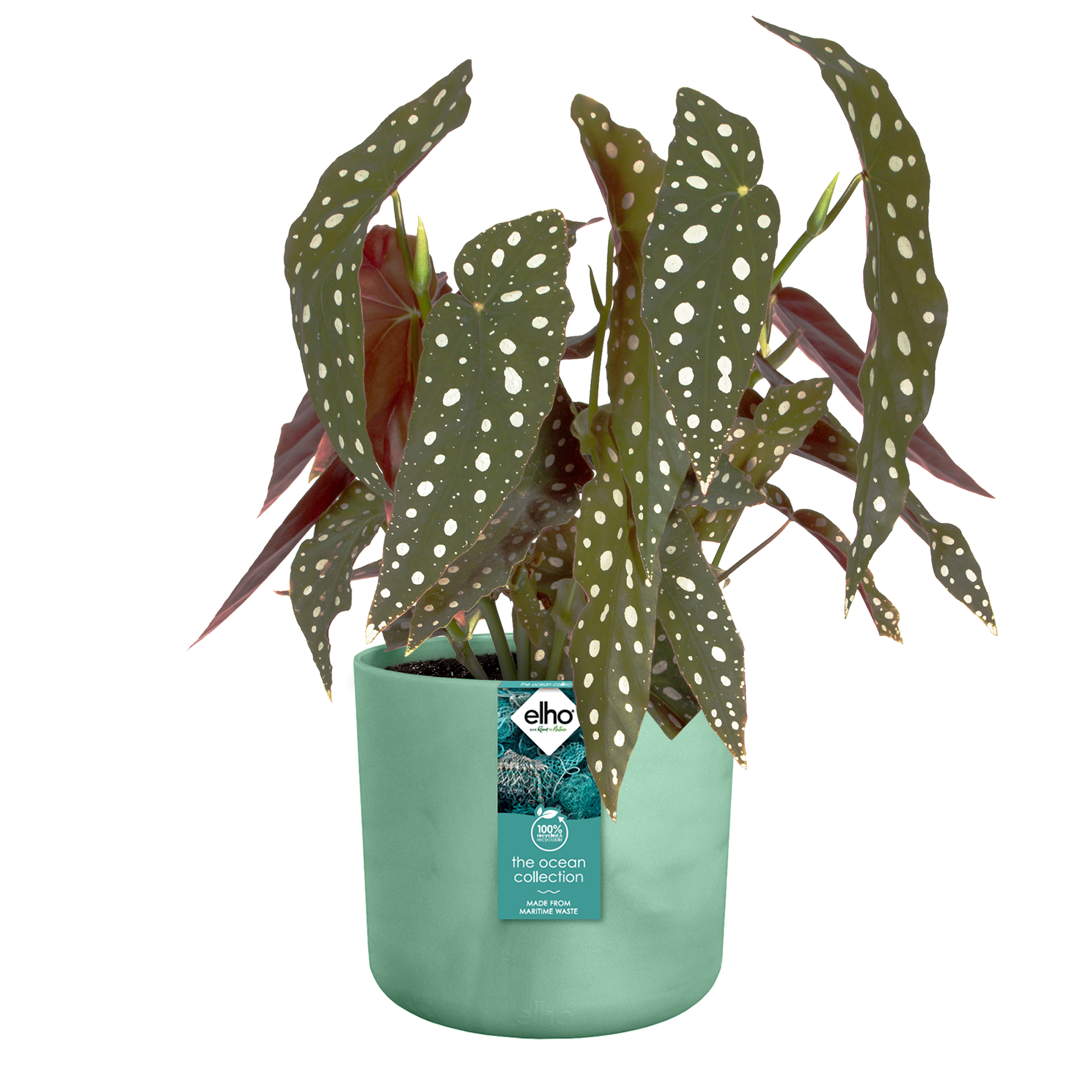 the ocean collection round 16cm pacific green - elho® - Give room to nature