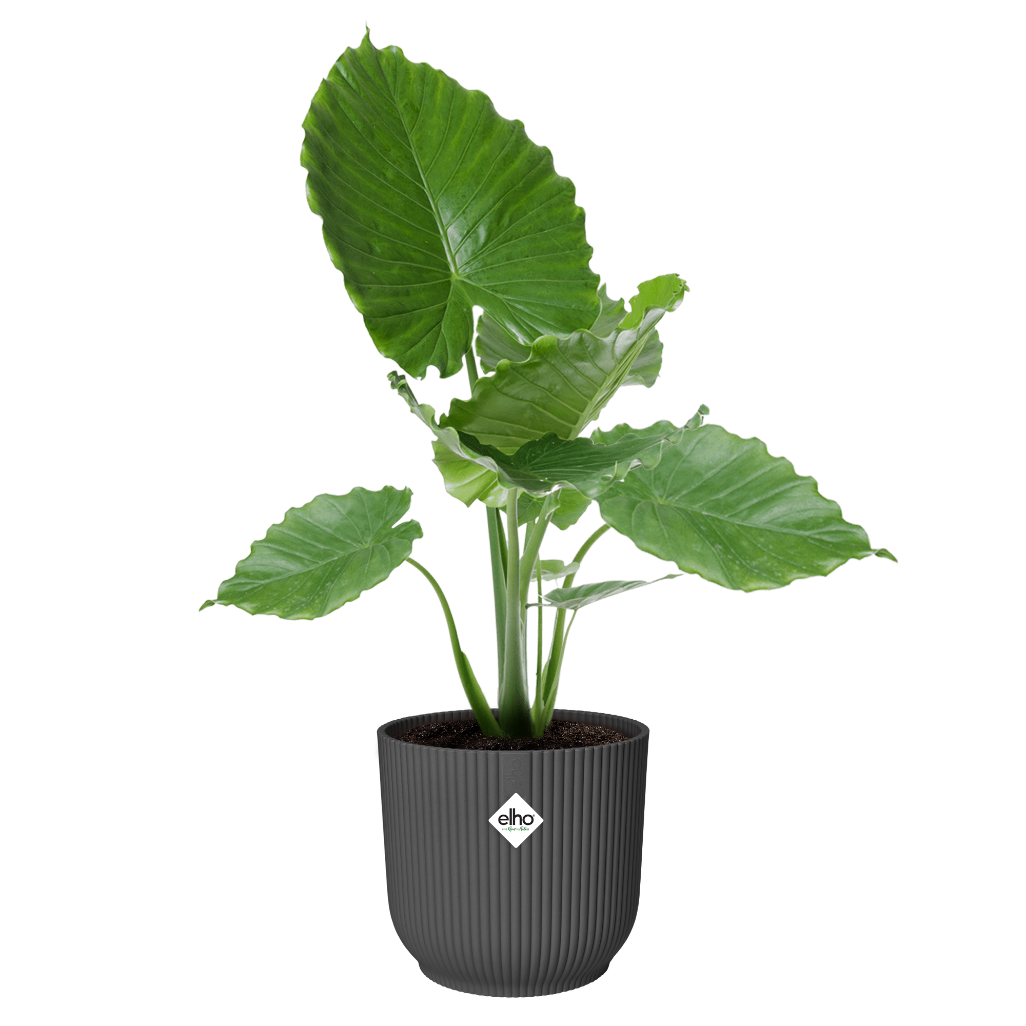 vibes fold round 40cm anthracite - elho® - Give room to nature
