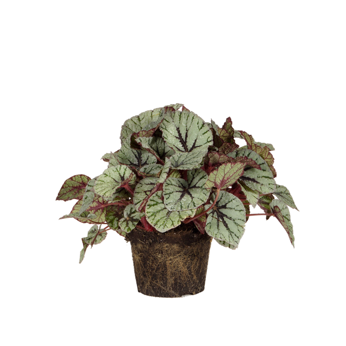 Begonia rex Painted-leaf Begonia - elho® - Give room to nature