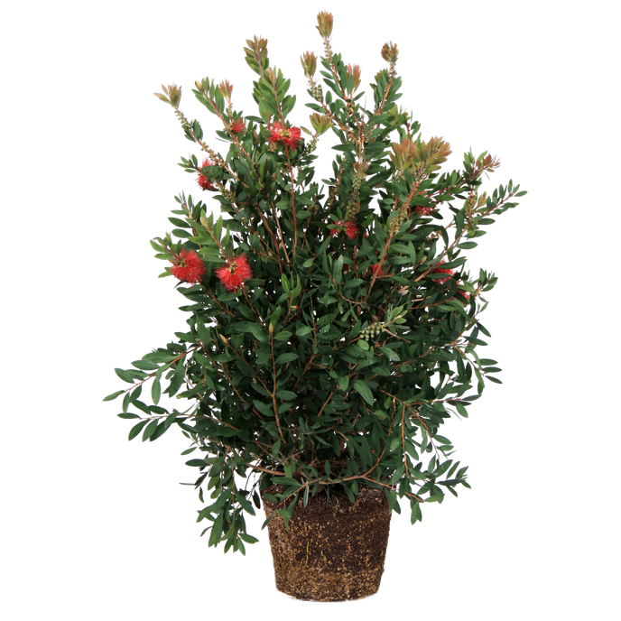 Callistemon citrinus Callistemon - elho® - Give room to nature