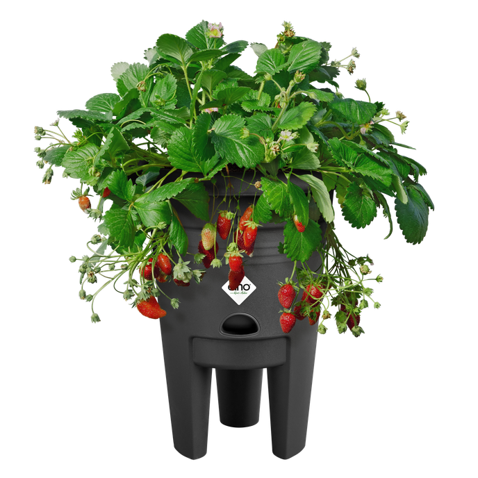 green basics pot à fraises 33cm living noir - elho® - Give room to nature