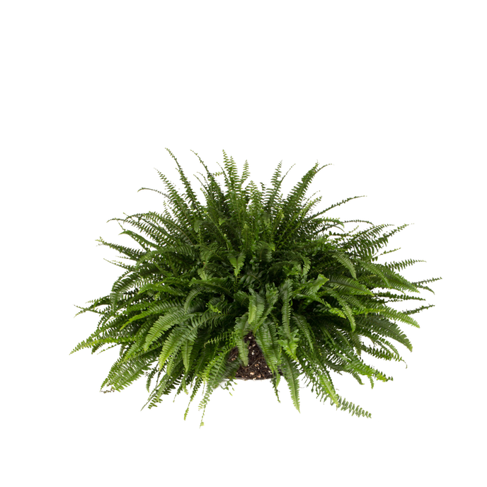 Nephrolepis Felce di Boston - elho® - Give room to nature