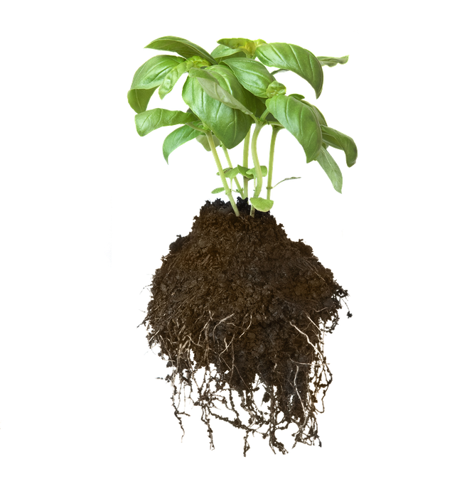 Ocimum basilicum Basil - elho® - Give room to nature