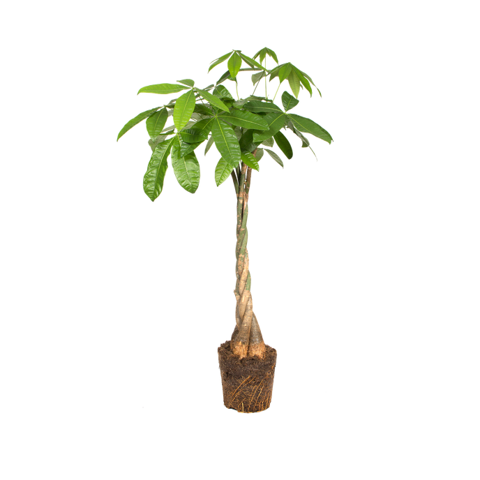 Pachira aquatica Money Tree - elho® - Give room to nature