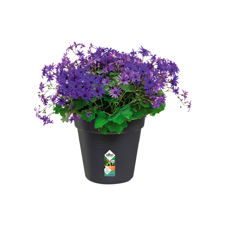 Senetti Flower Plant Care | Best Flower Site